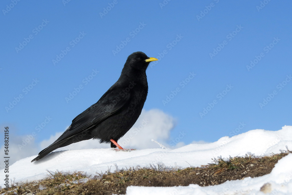 Alpine chough or yellow-billed chough (Pyrrhocorax graculus) black ...