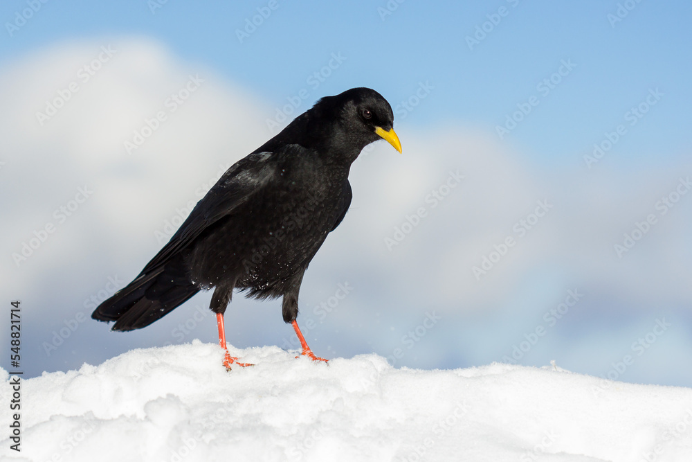 Alpine chough or yellow-billed chough (Pyrrhocorax graculus) black ...
