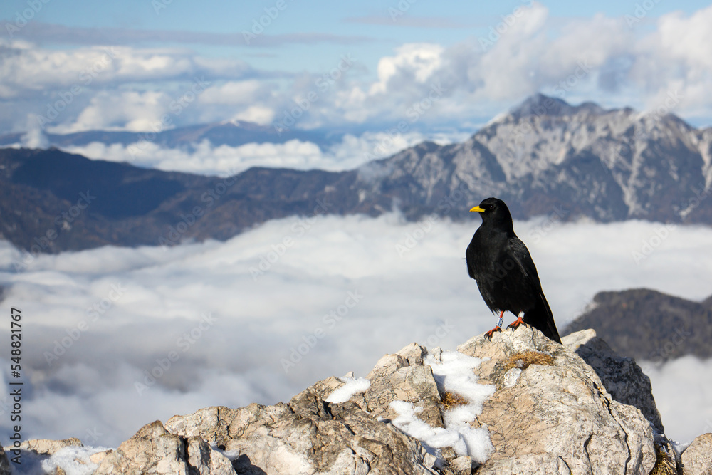 Alpine chough or yellow-billed chough (Pyrrhocorax graculus) black ...