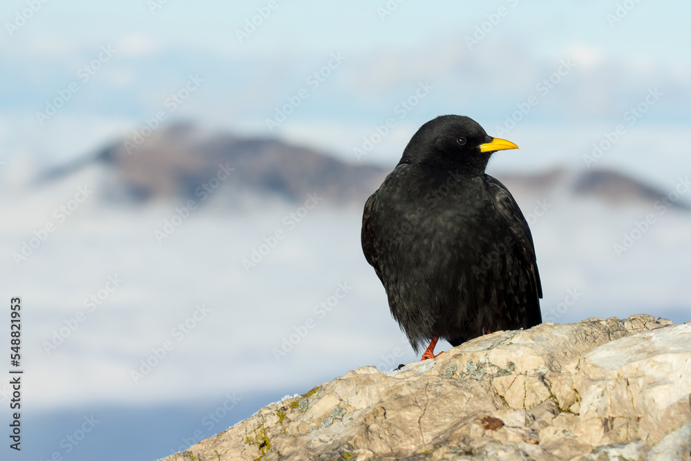 Alpine chough or yellow-billed chough (Pyrrhocorax graculus) black ...