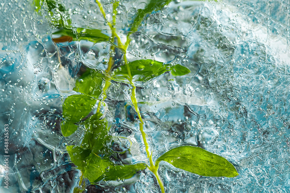 Frozen natural green plant, beautiful ice texture Stock Photo | Adobe Stock