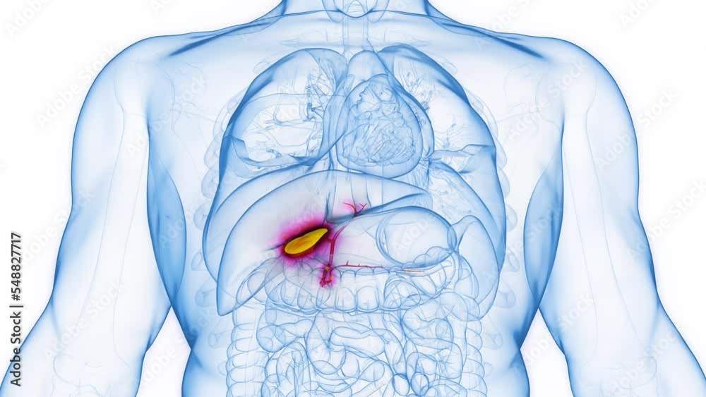 3d rendered medical animation of the gallbladder of a healthy adult ...