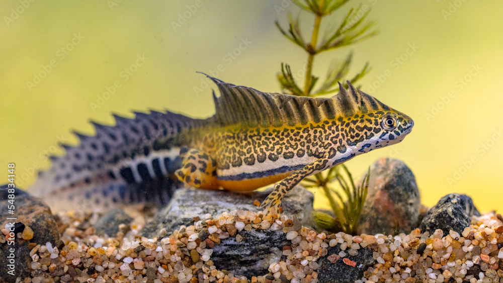 Banded Newt