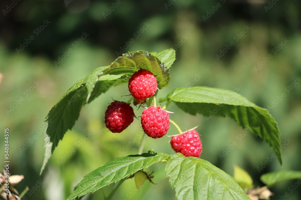 Red sweet raspberries in summer Stock Photo | Adobe Stock