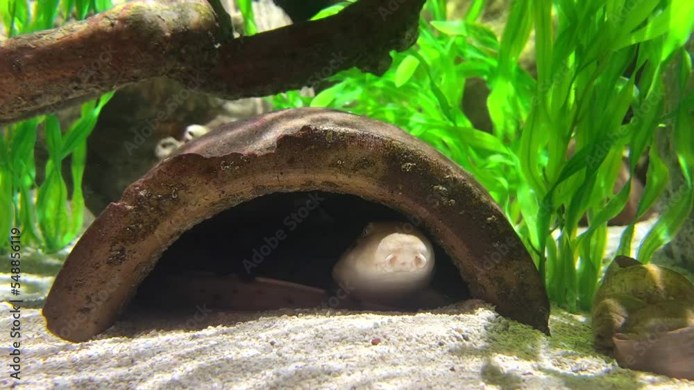 4K HD video of an epaulette shark, Hemiscyllium ocellatum, a species of ...
