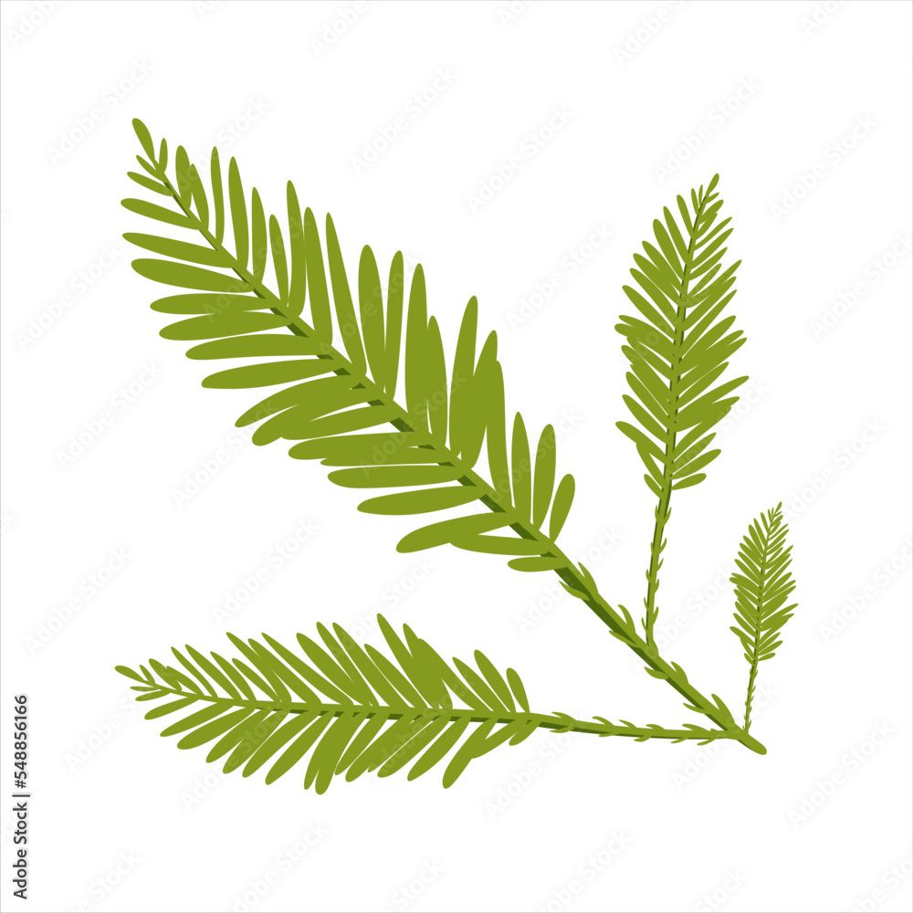 Coastal redwood (Sequoia sempervirens), state tree of California. Hand ...