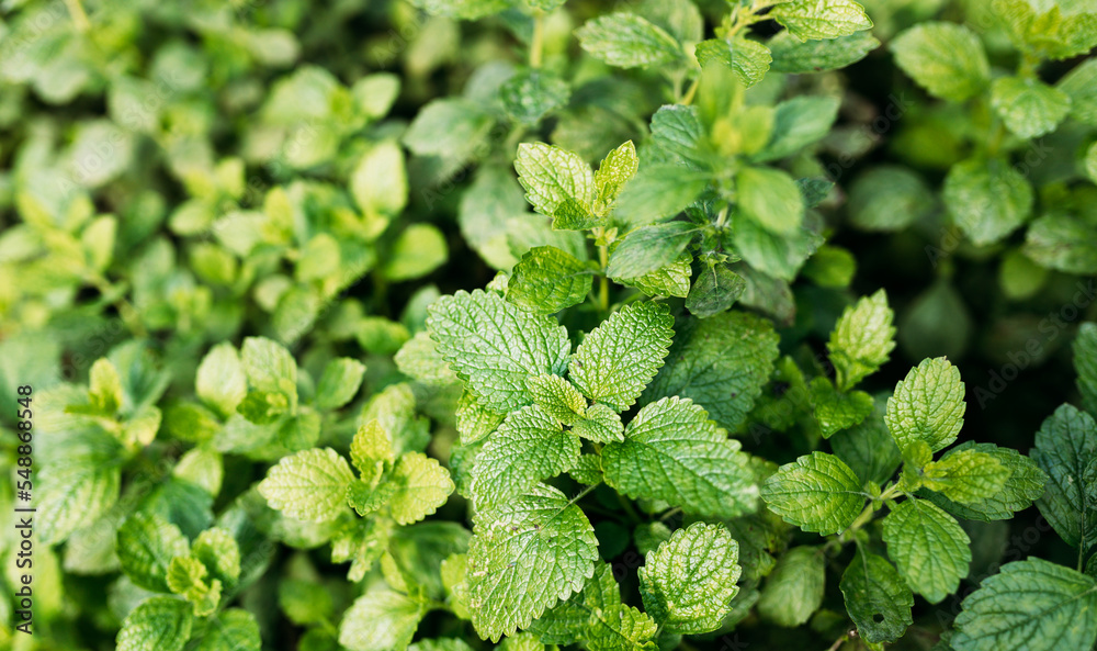 Green Mint Plant Grow Background. Menthol Texture. Top view, Fresh mint ...
