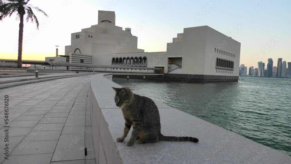 Seafront walkway with a stray cat along Doha Bay with dhow and ...