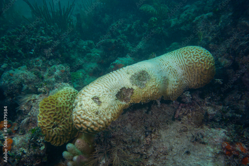Coral bleaching underwater in the Florida Keys Stock Photo | Adobe Stock