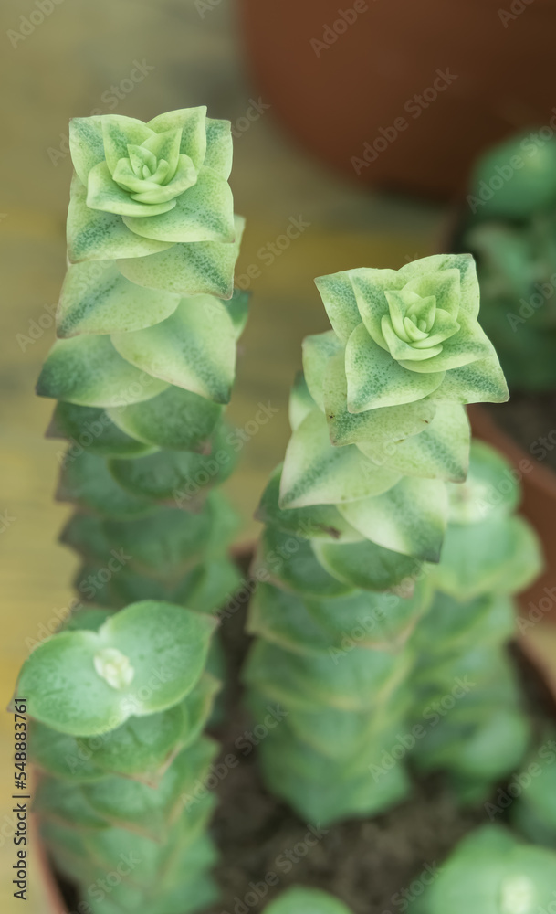 string of buttons plant crassula perforata variegata Stock Photo ...