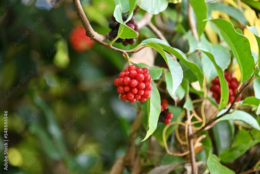 Scarlet kadsura ( Kadsura japonica ) berries. Schisandraceae evergreen ...