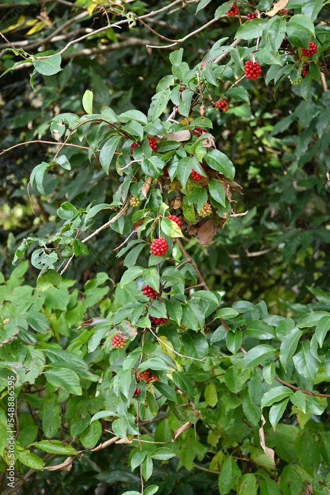Scarlet kadsura ( Kadsura japonica ) berries. Schisandraceae evergreen ...