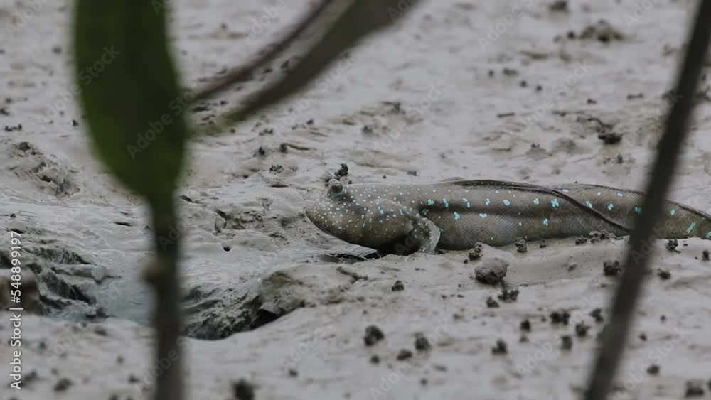 Oxudercinae, Tembakul fish or glodok on the mud of Indonesian mangrove ...