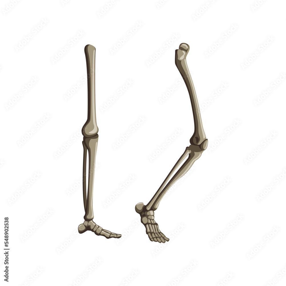 Realistic human skeleton legs cartoon illustration. Side view of human ...