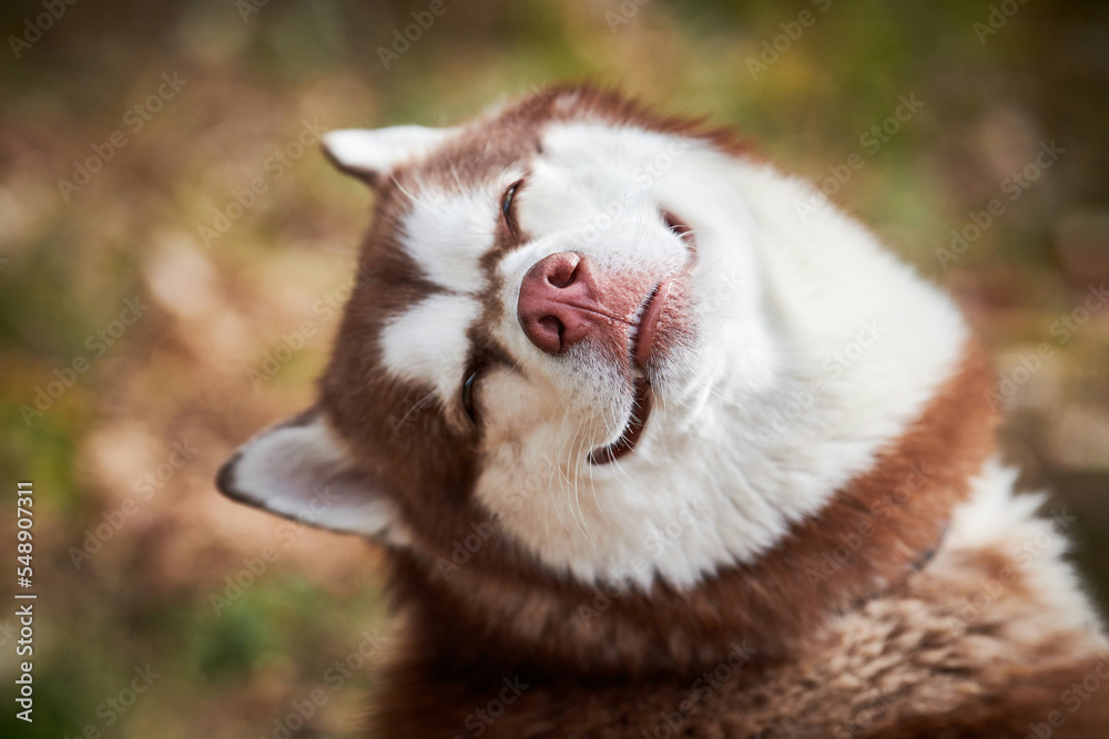 Siberian Husky dog with narrow eyes, funny smiling Husky dog face with laughing eyes, cute ...