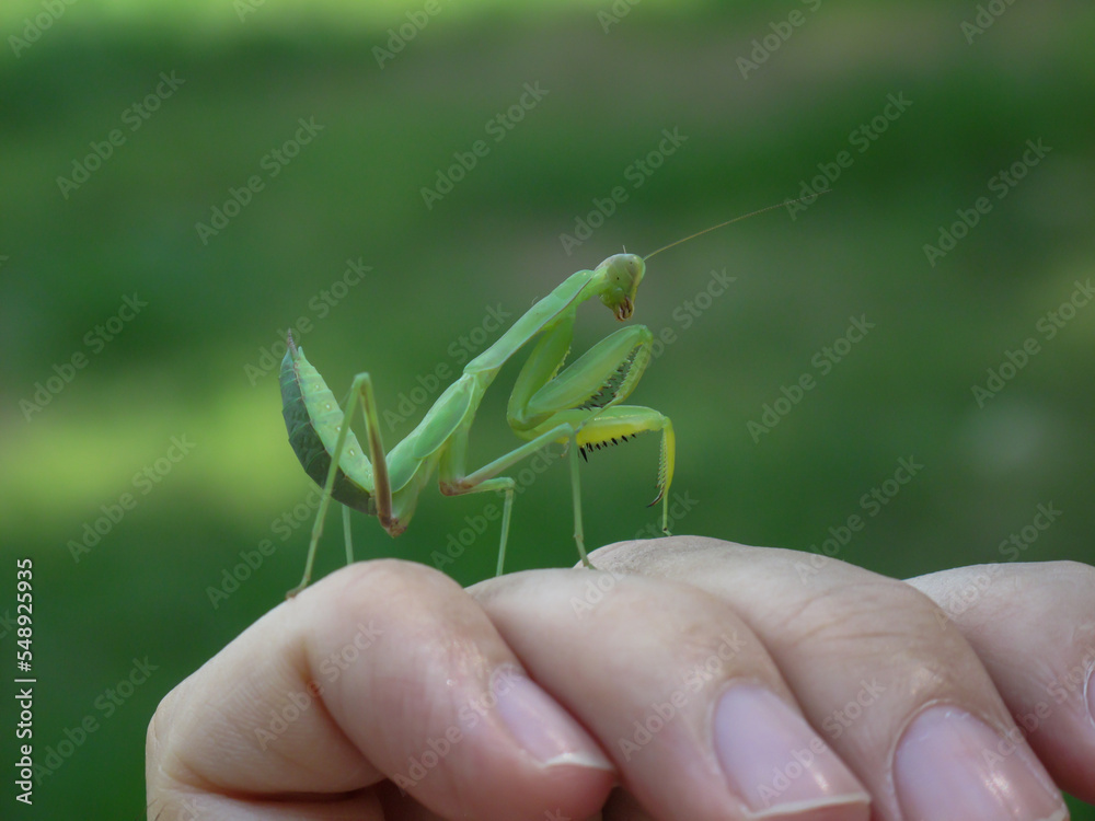 Giant Asian Green Praying Mantis on male hand. A closeup of a praying ...