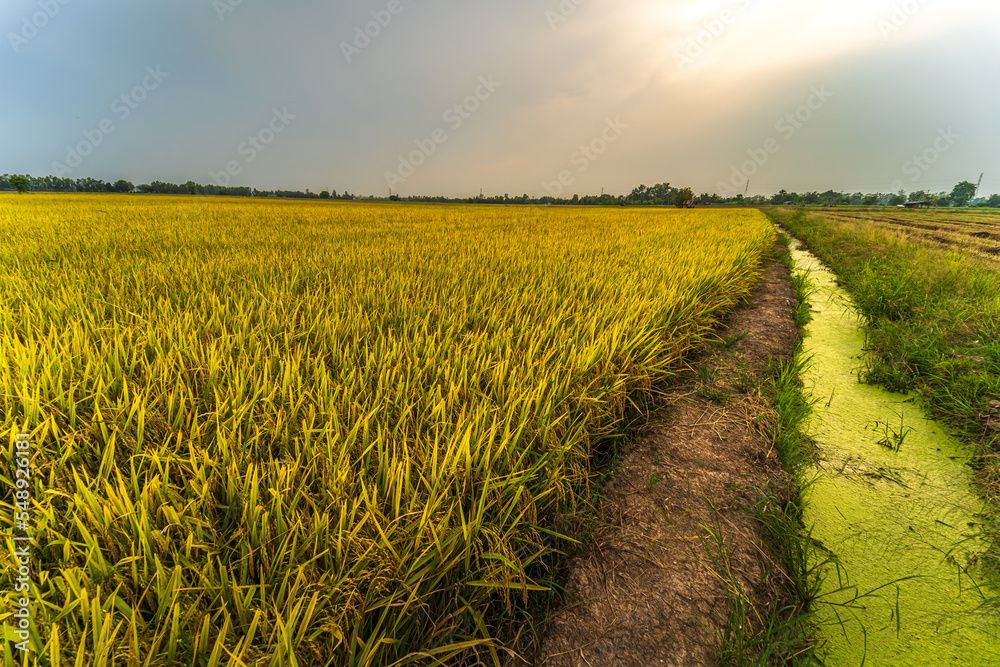 Beautiful golden ear of Thai jasmine rice plant on organic rice field ...