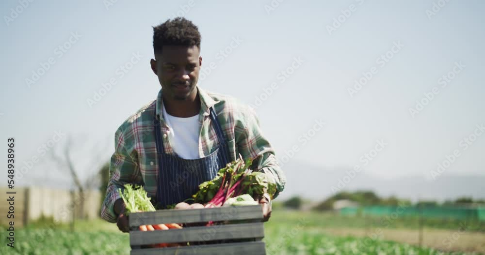Agriculture, vegetables box and farmer black man farming in garden for ...