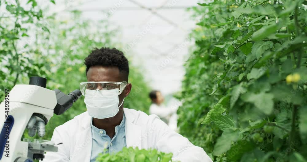 Scientist, greenhouse and plant inspection with microscope for ...