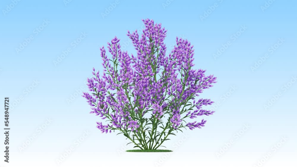 Lavender flower on a white background 3D animation, Flowering shrubs ...