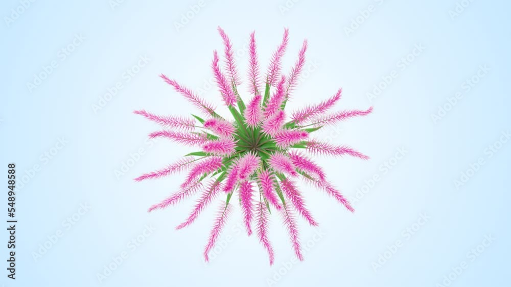 Muhlenbergia flower on a white background 3D animation, Flowering ...