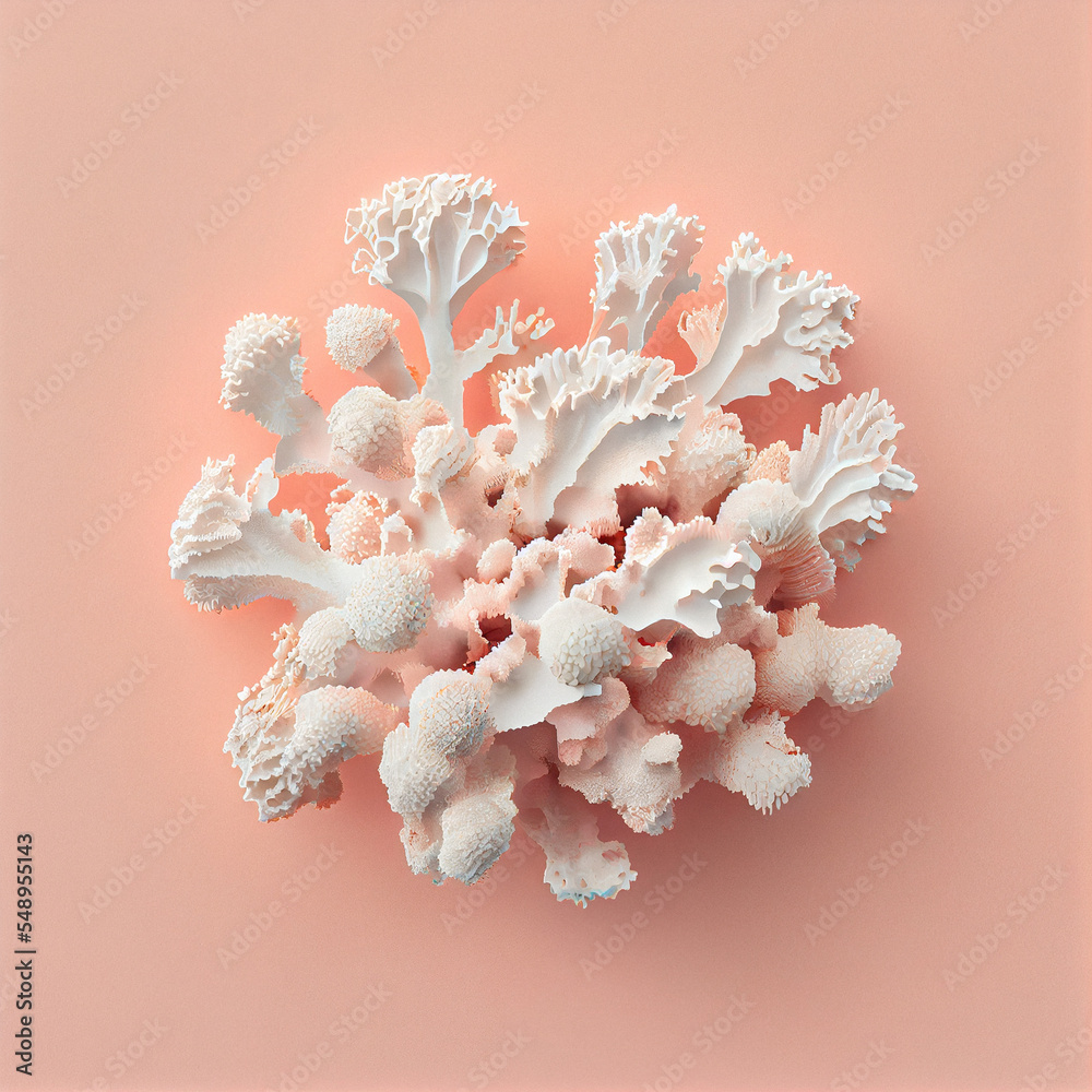 Types Of Dried Coral