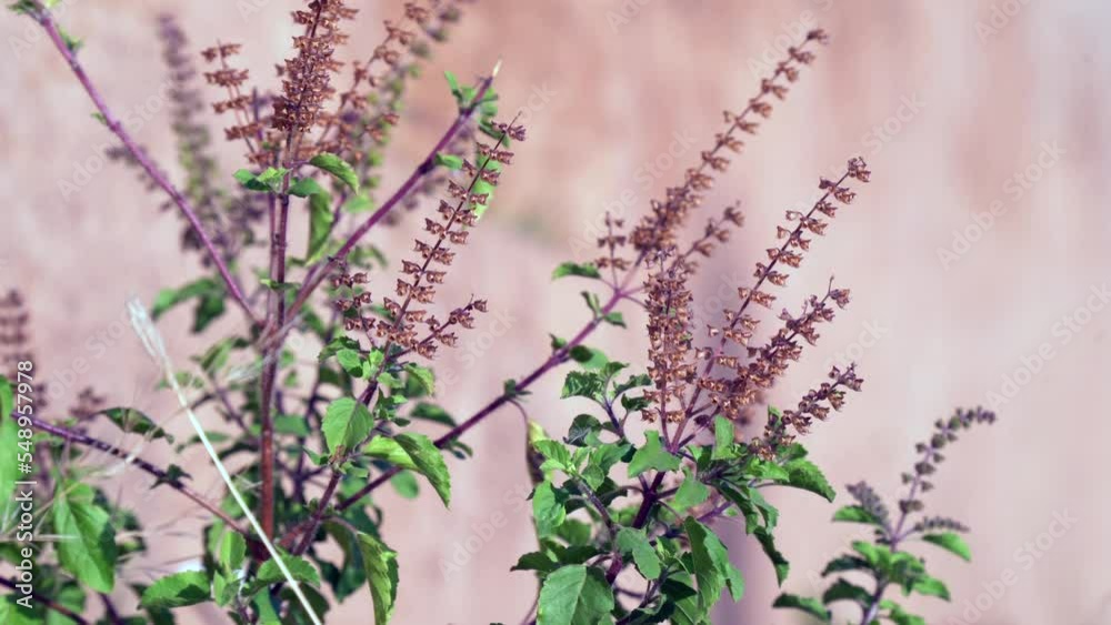 Tulsi or Holy basil tree in garden outdoor on sunny day black ...