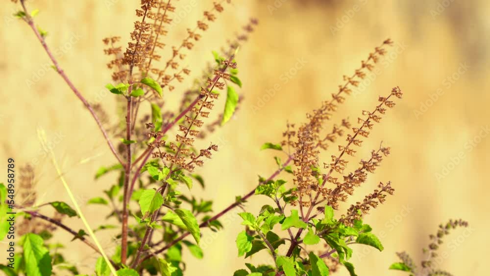 Tulsi or Holy basil tree in garden outdoor on sunny day black ...