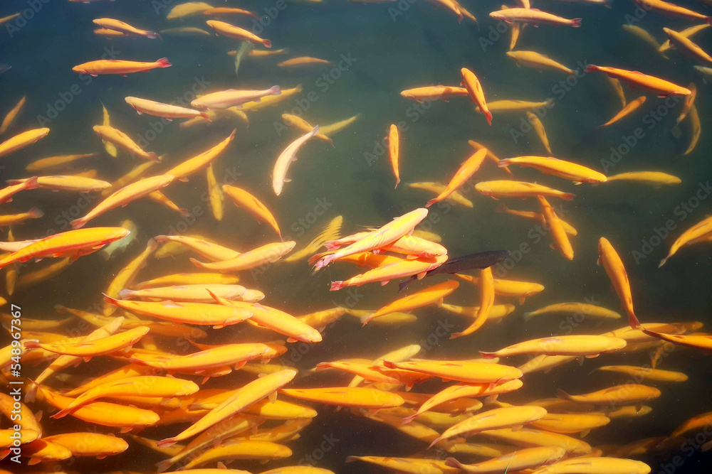 Trout farm. Breeding golden, rainbow species. Fish farming in ...