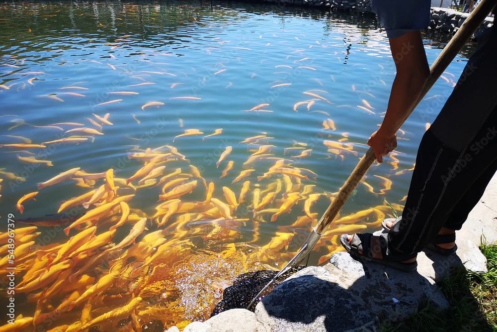 Trout farm. Breeding golden, rainbow species. Fish farming in ...
