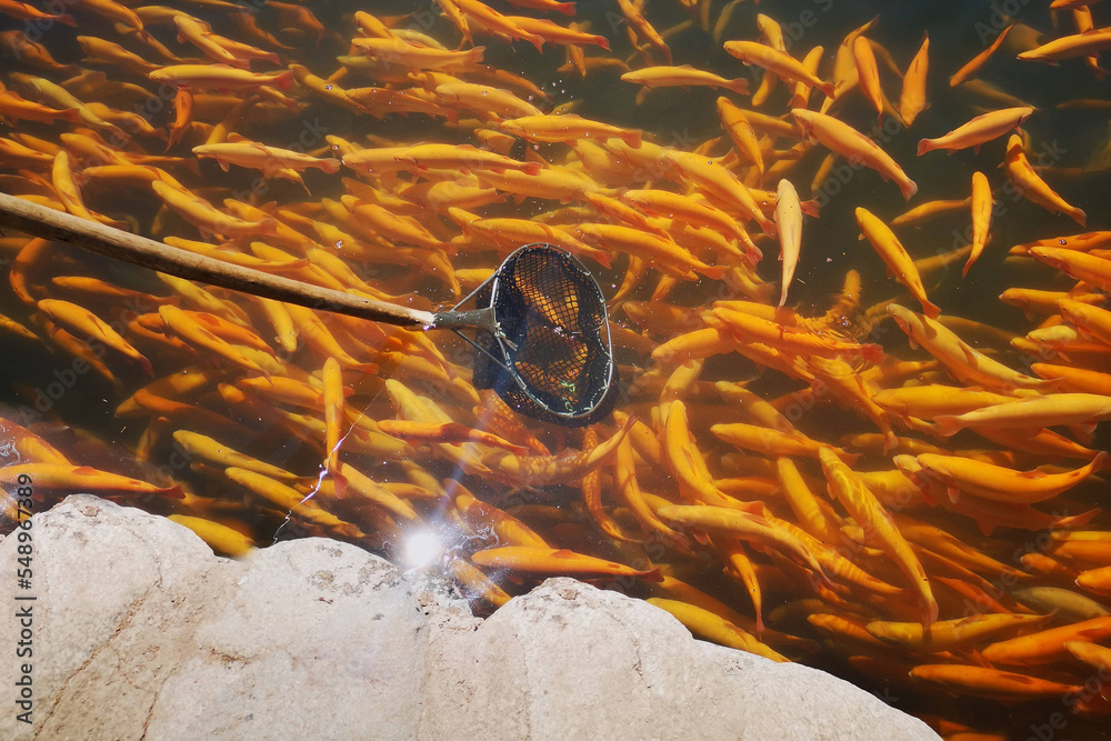 Trout farm. Breeding golden, rainbow species. Fish farming in ...