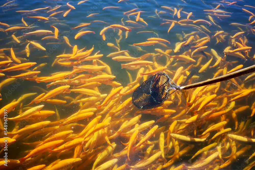 Trout farm. Breeding golden, rainbow species. Fish farming in ...