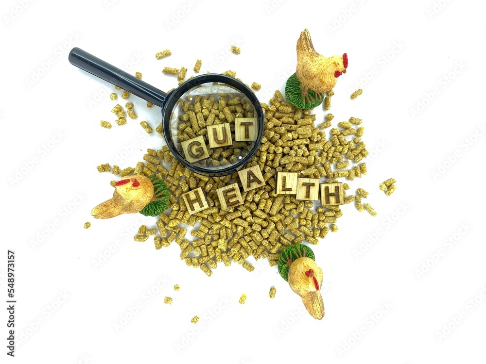 CONCEPT, GUT HEALTH for Poultry and chicken, Healthy intestine with ...