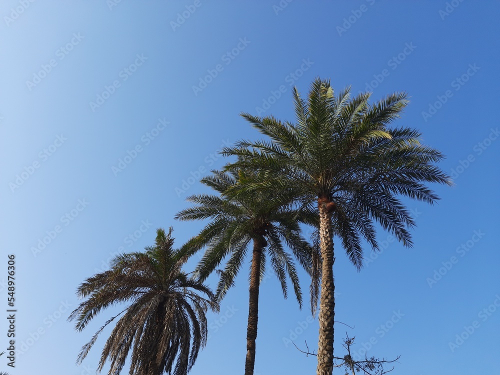 Silver date palm tree in blue sky background. Phoenix sylvestris also ...
