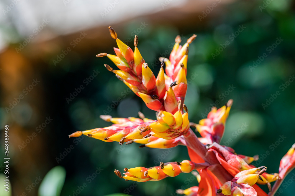 Flower of a bromeliad growing in a park full of vegetation such as ...