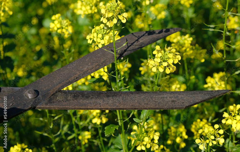 Large garden scissors for manual cutting. Bright yellow flowers of ...
