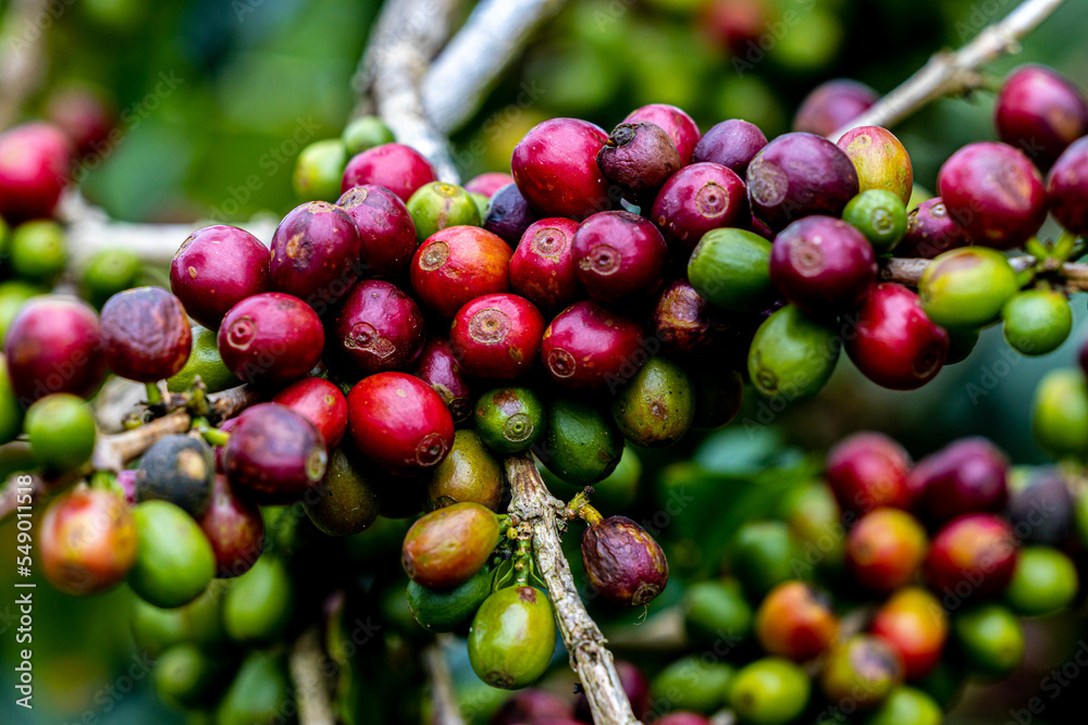 Fungus in plants destroys coffee beans. Coffee beans are severely ...