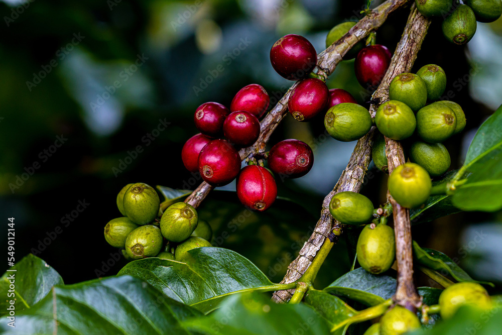 Red and green organic arabica coffee beans on a branch in a coffee ...