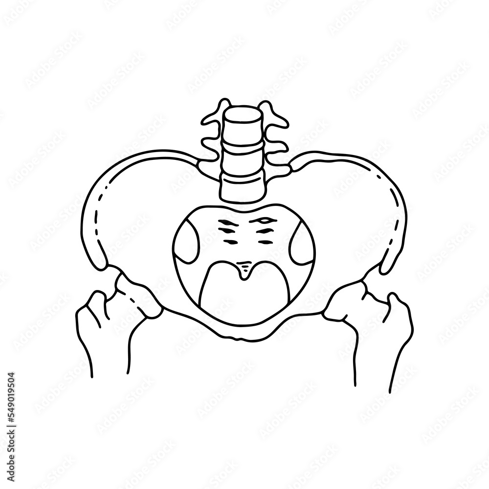 Human pelvic bones, drawn by lines on white background. Vector Stock ...