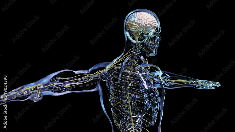 Central Nervous System Diagram 3d