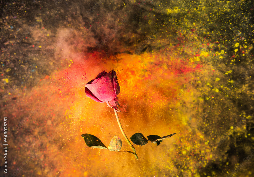 Rose flower and color powder explosion Stock Photo | Adobe Stock