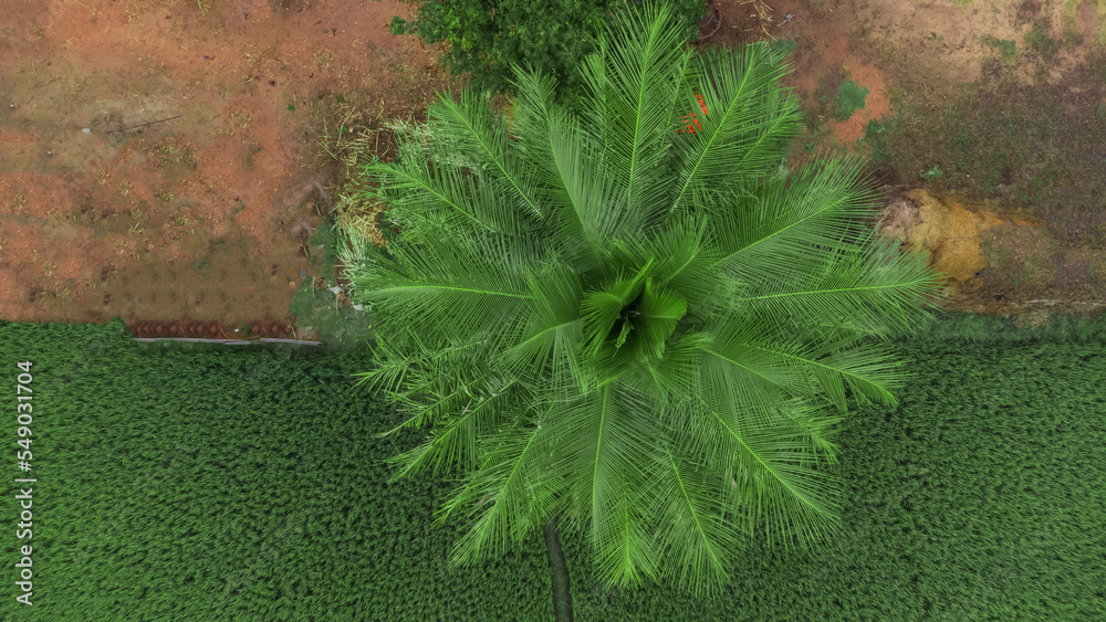 Foto de coconut tree view from the top- Drone Photography - Indian ...