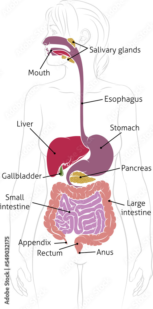 Human Digestive System Woman Anatomy Diagram Stock Illustration | Adobe ...