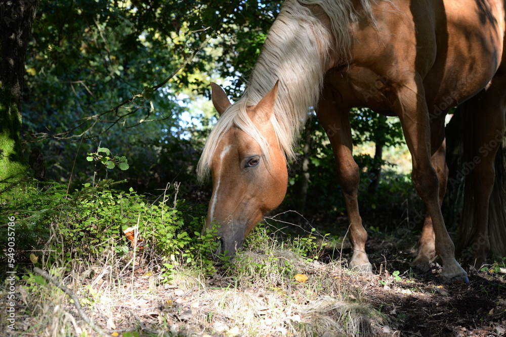 Waldpferd. Schönes goldenes Pferd frei im Wald Stock Photo | Adobe Stock