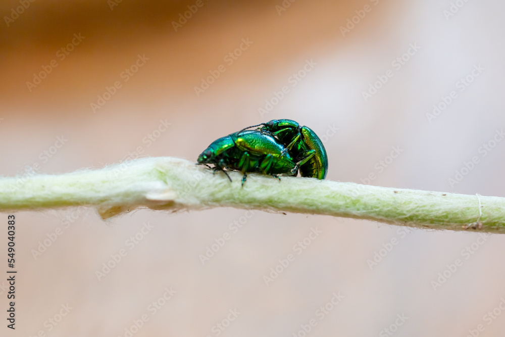 La cétoine dorée en accouplement - Scarabée vert brillant Stock Photo ...