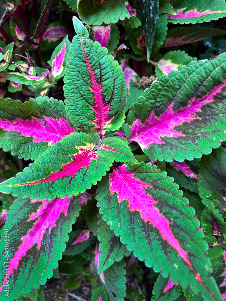 coleus solenostemon scutellarioides, Coleus scutellarioides, commonly ...