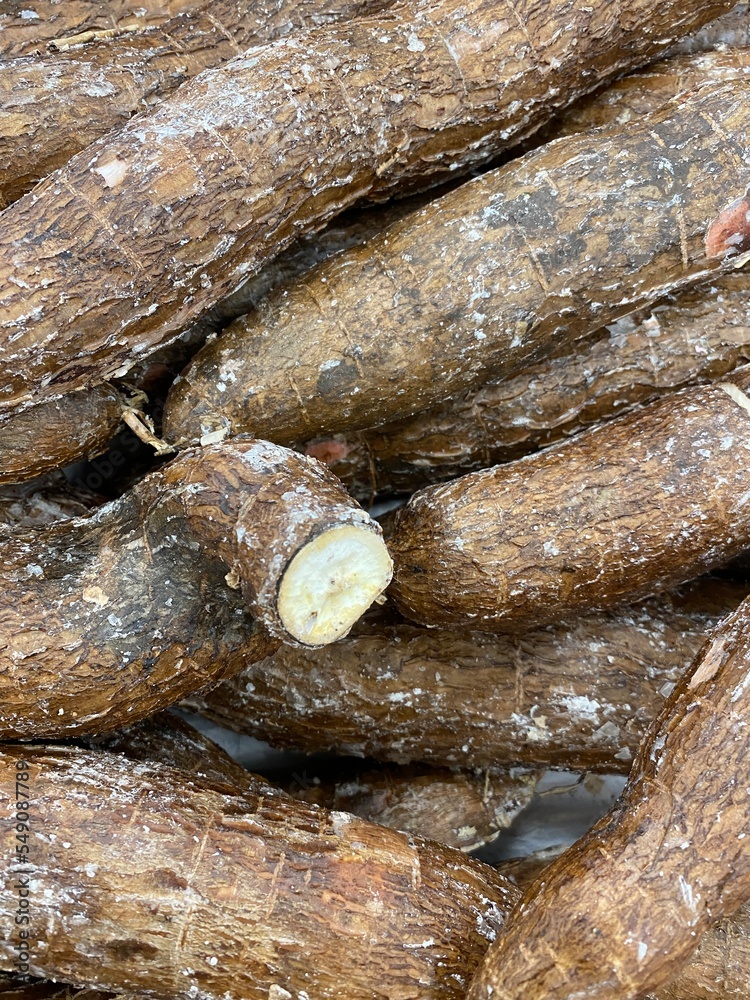cassava, also known as manioc, yuca, balinghoy, mono roots, native to ...