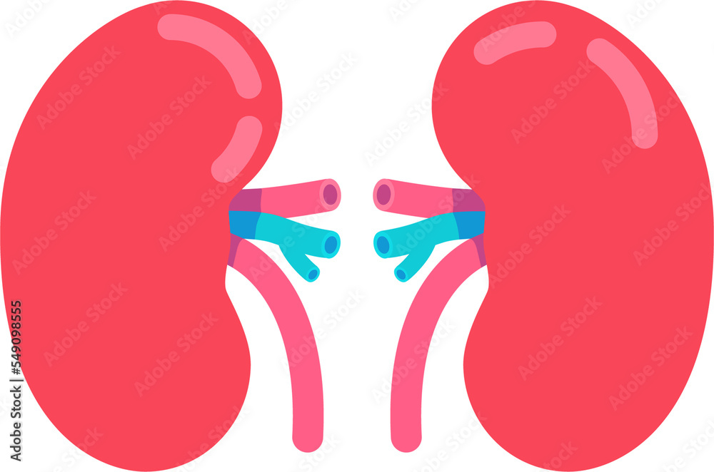 Kidneys semi flat color vector object. Bean-shaped organs. Full sized ...