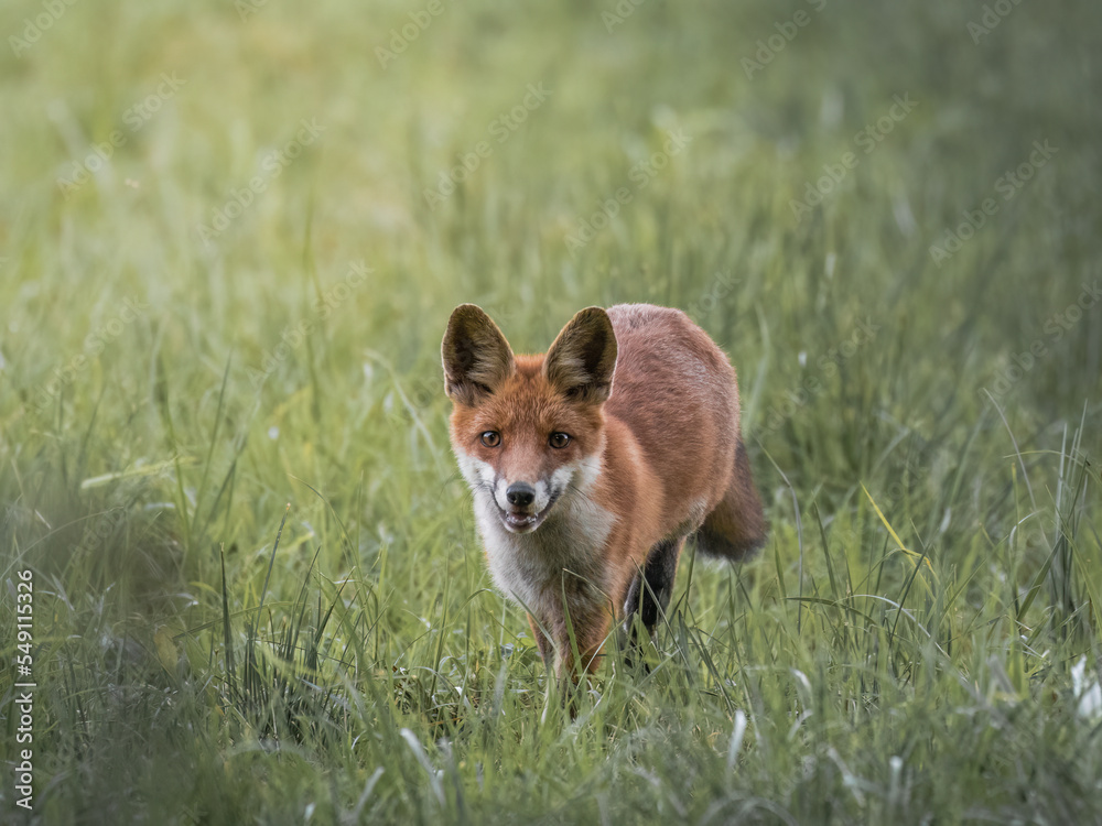 Red fox Vulpes vulpes in the meadow in search of food - the natural ...