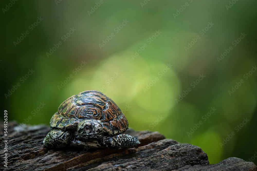 Turtle symbol of good luck and longevity on nature background. Stock ...